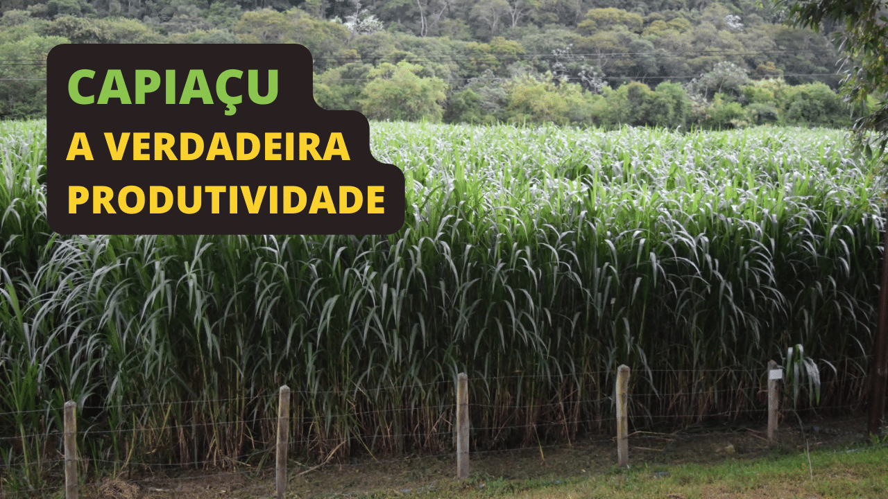 Qual é a verdadeira produção do capim BRS CAPIAÇU?