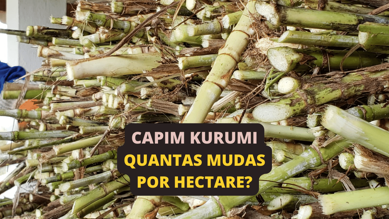 Qual é a verdadeira produção do capim BRS CAPIAÇU?